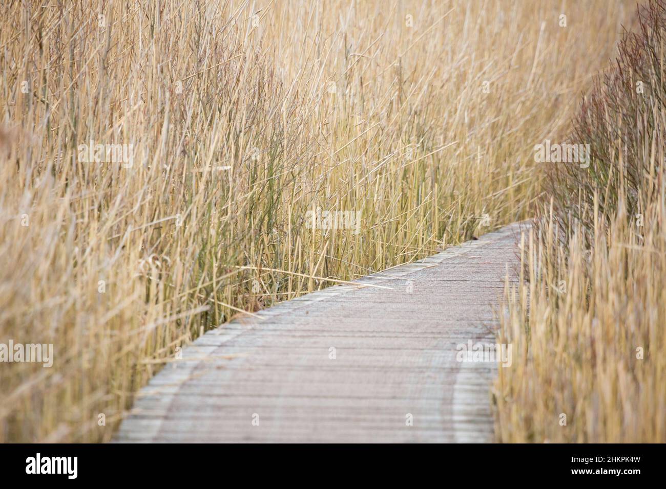 Board walk through reed beds in a nature reserve in winter time Stock ...