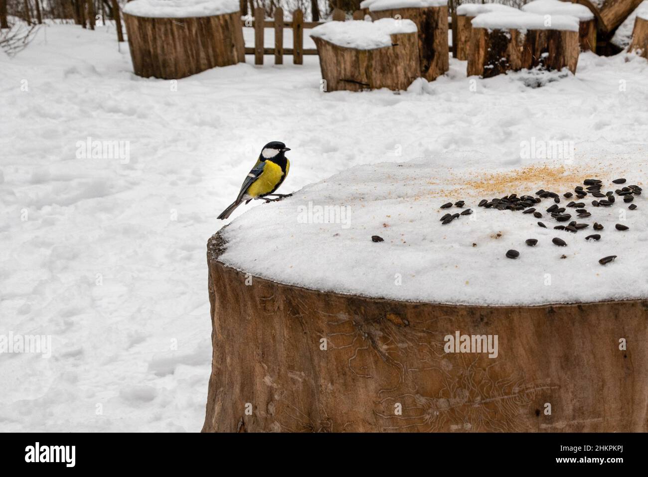 Bird seed scattered on tree stump hi-res stock photography and images ...