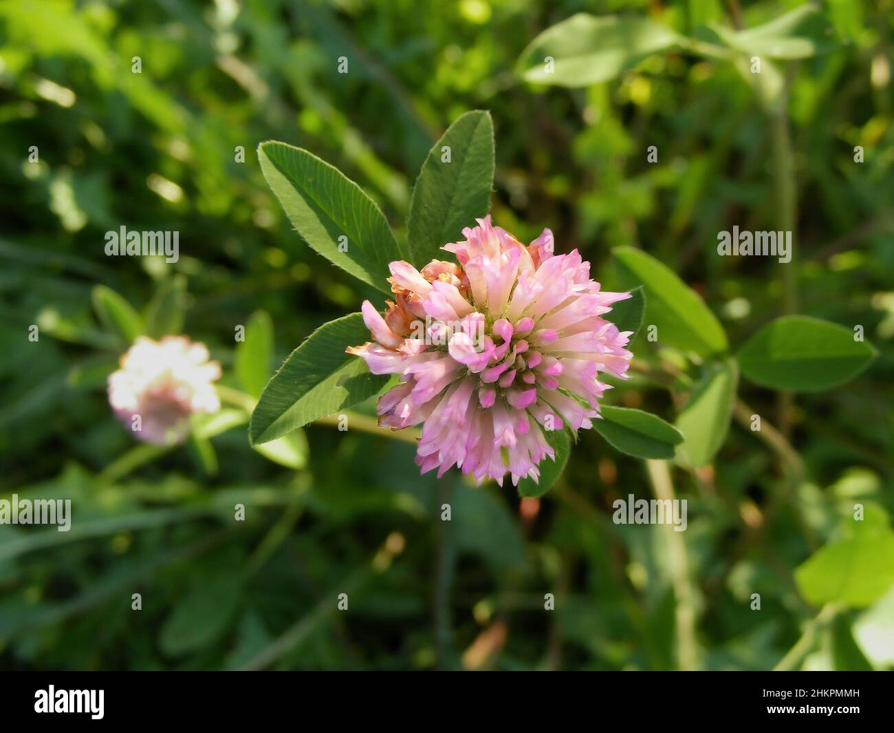 Sample of the red clover (Latin name: Trifolium pratense) blossom in a ...