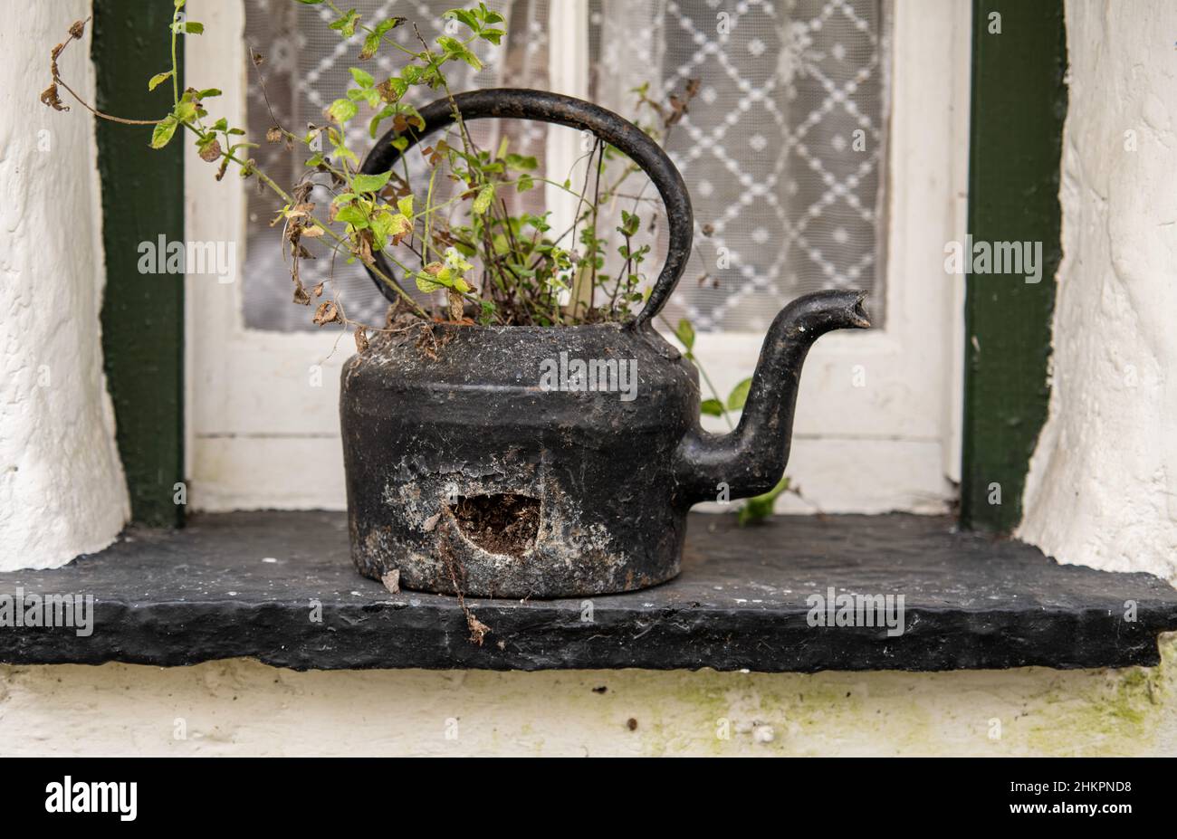 Old kettle, adapted as a pot for plants, standing on the window sill ...