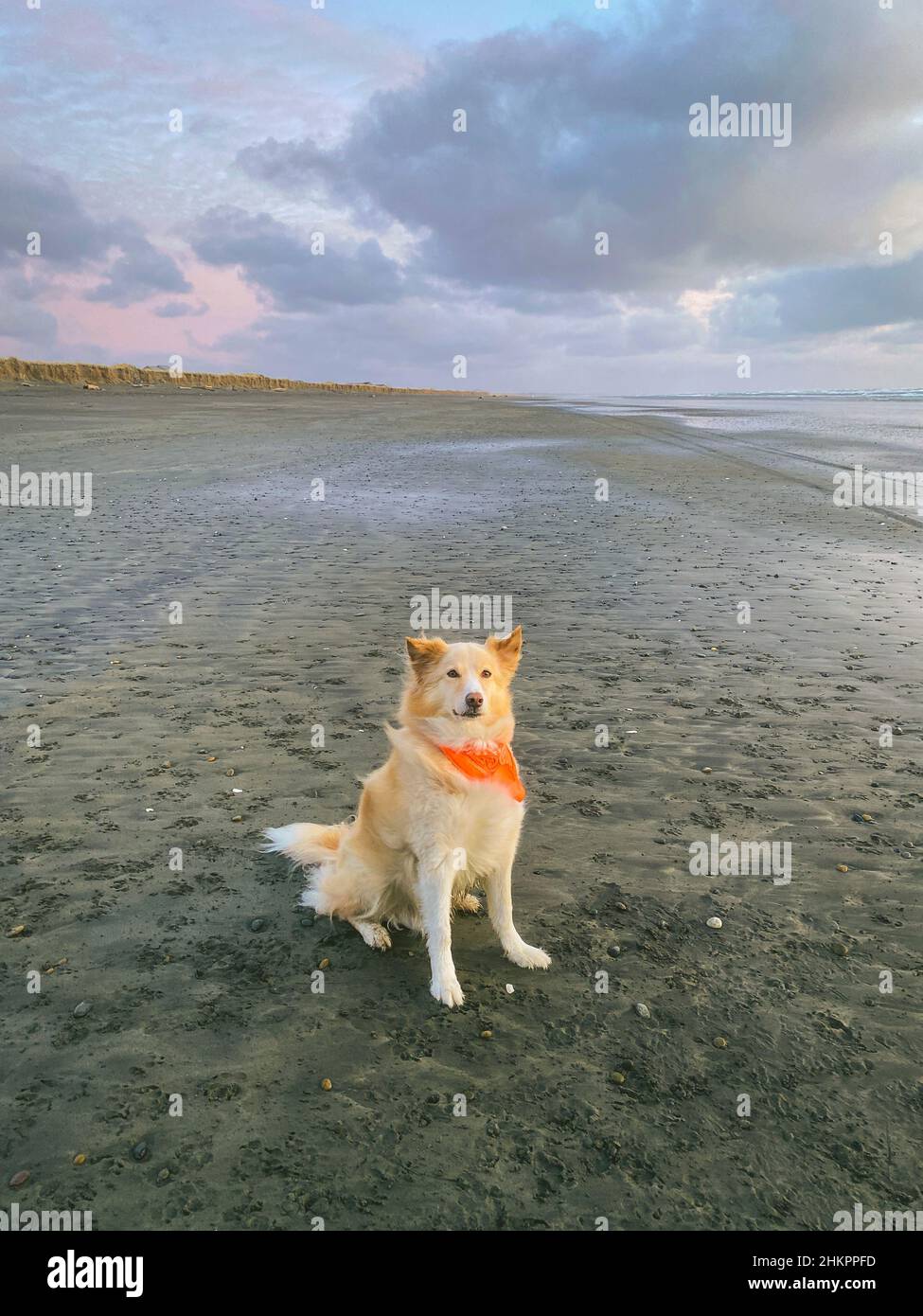 Dog sitting on the beach wearing a bandana Stock Photo - Alamy