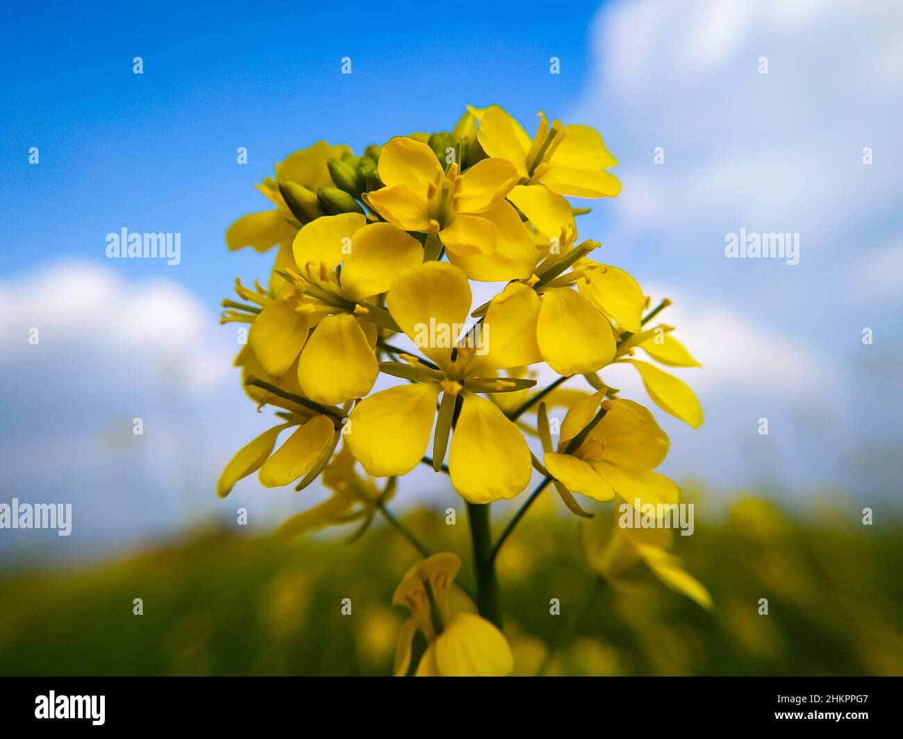 Field mustard seed blue hi-res stock photography and images - Alamy