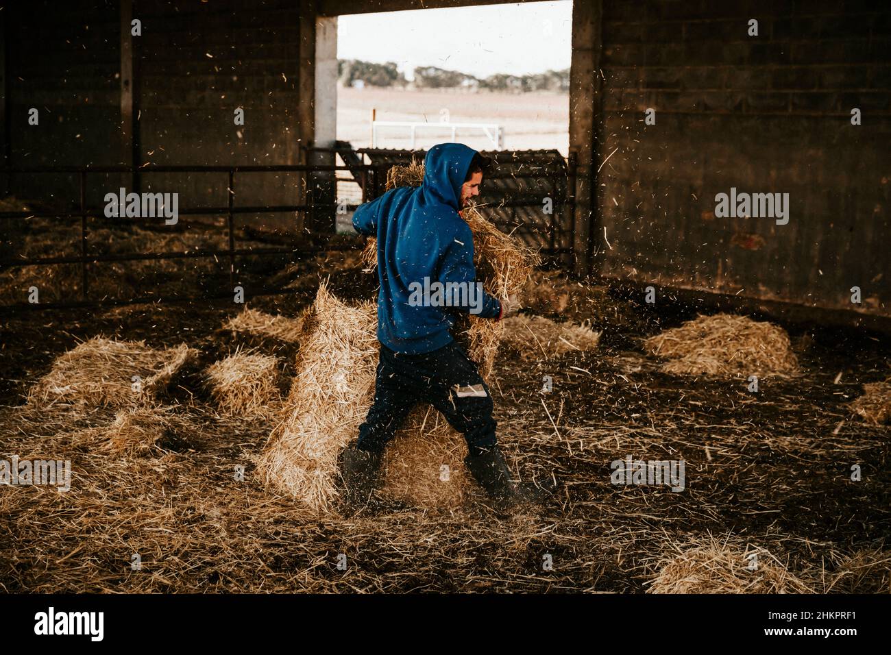 Young farmer throwing straw in the stables Stock Photo - Alamy
