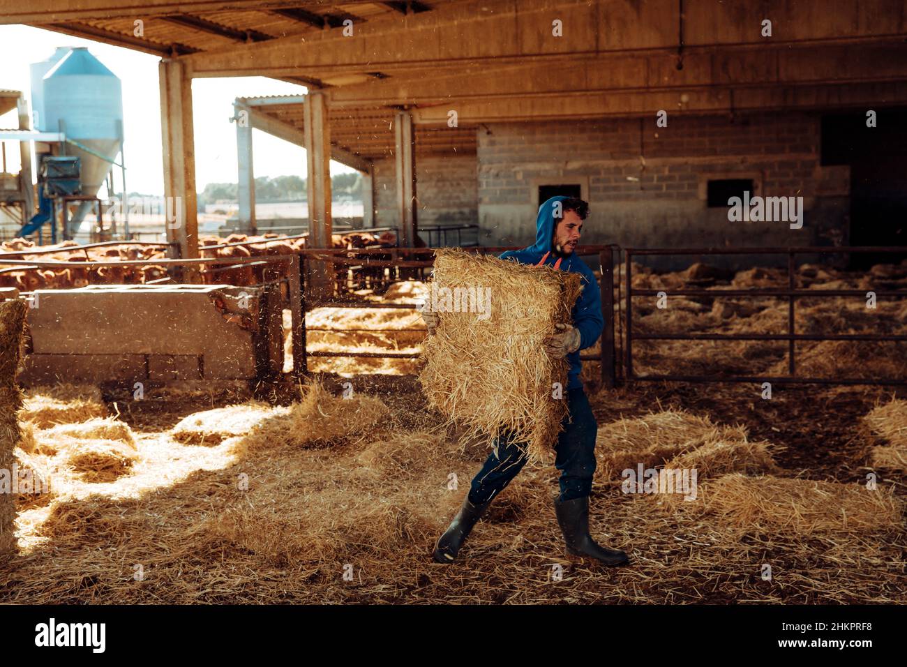 Young farmer throwing straw in the stables Stock Photo - Alamy