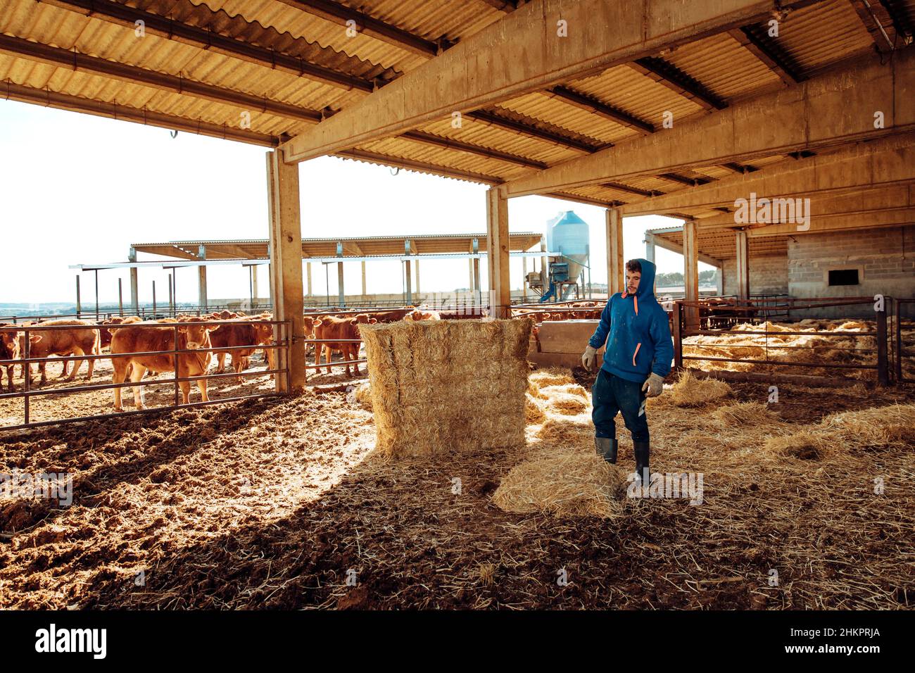 Young farmer throwing straw in the stables Stock Photo - Alamy