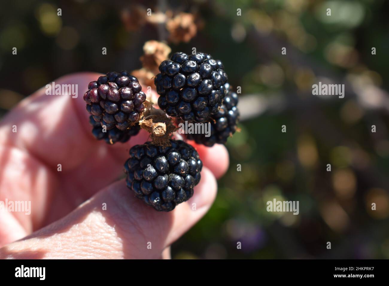Hand of a small child picking blackberries Stock Photo - Alamy