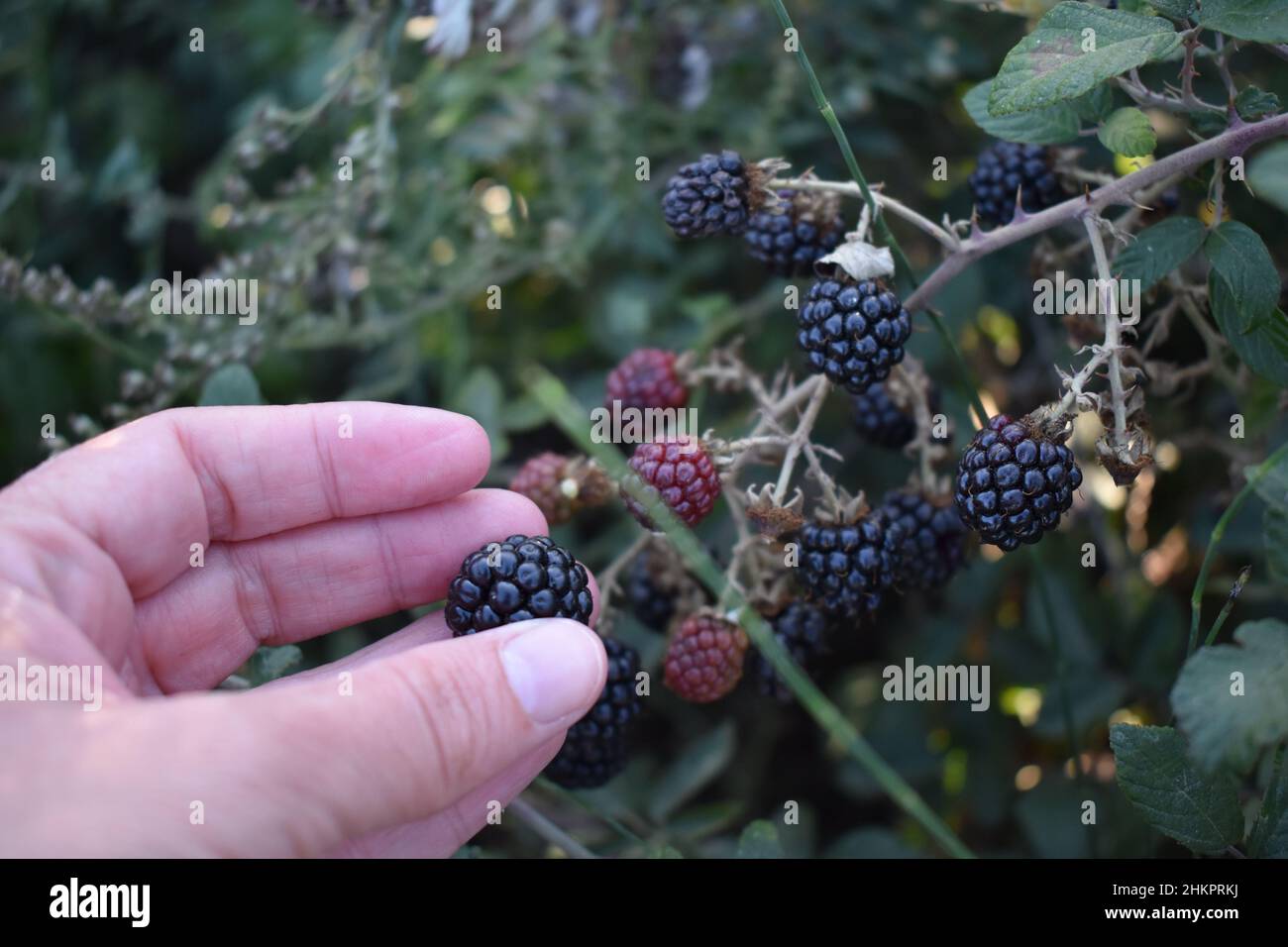 Hand of a woman picking blackberries Stock Photo - Alamy