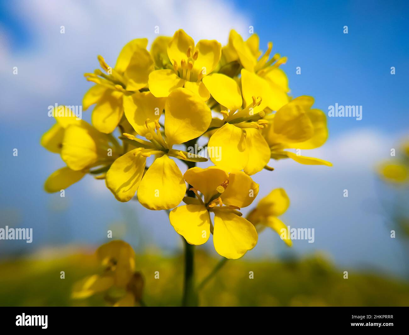 Full color canola flowers hi-res stock photography and images - Alamy