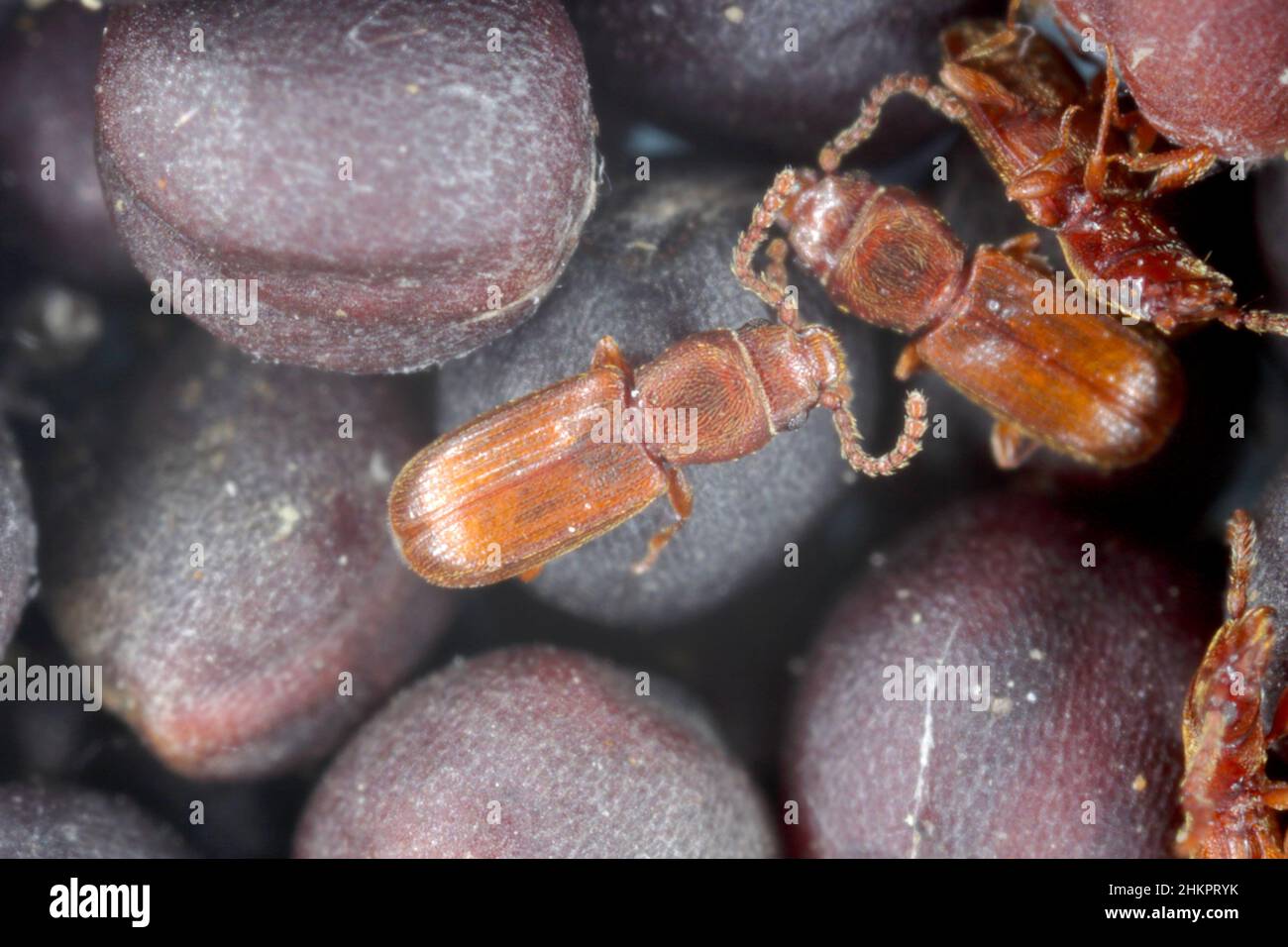 Rusty grain beetle Cryptolestes ferrugineus is a beetles of the family ...