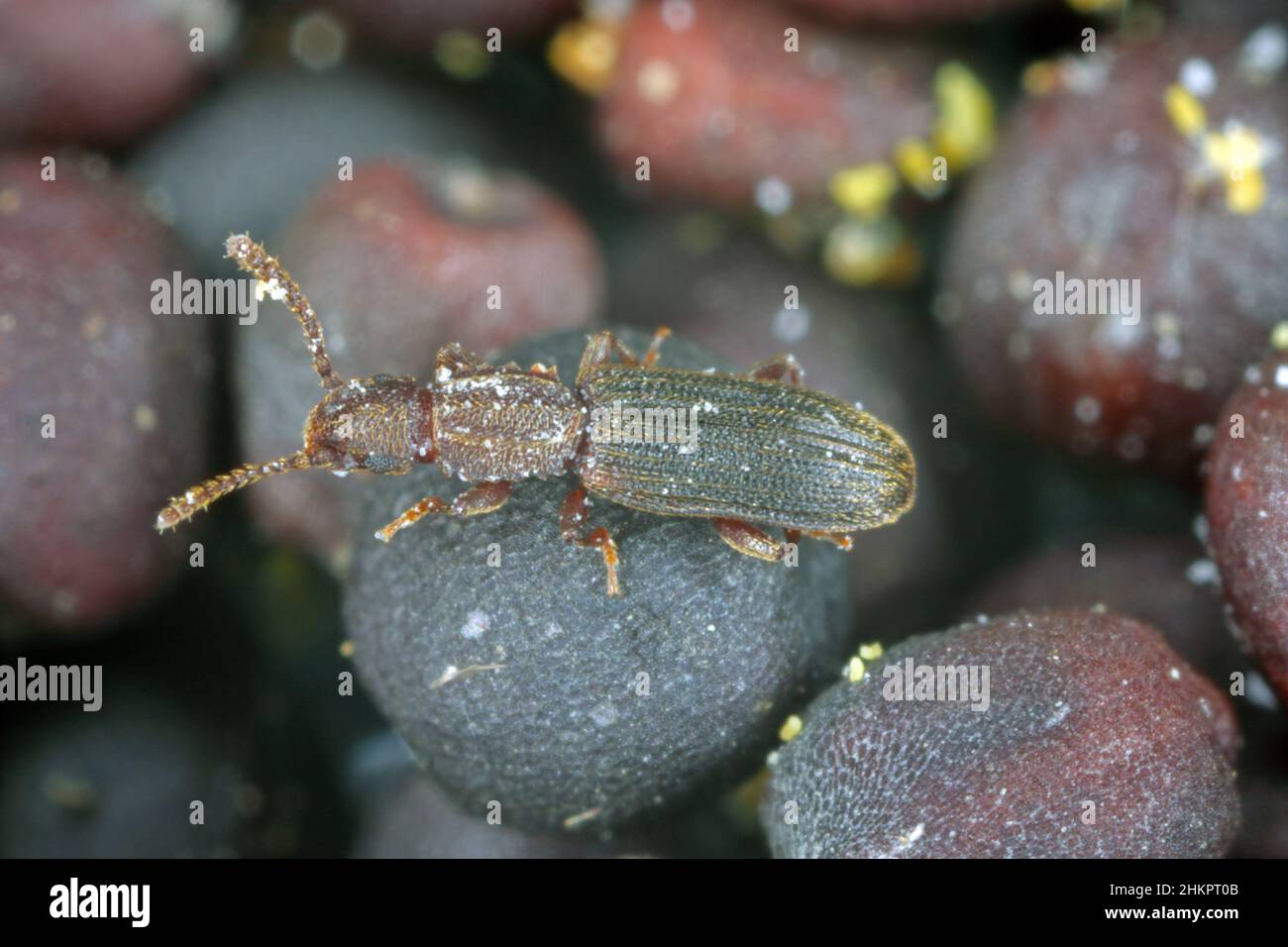 The sawtoothed grain beetle Oryzaephilus surinamensis is a insect from ...