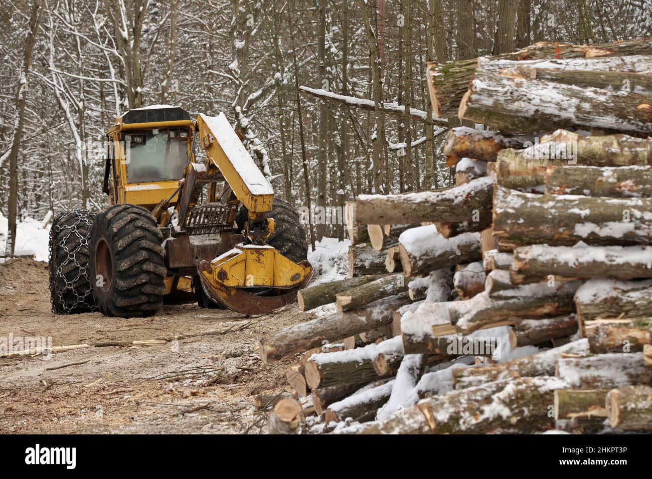Log or Logging Skidder with Freshly Harvested and piled timber logs ...