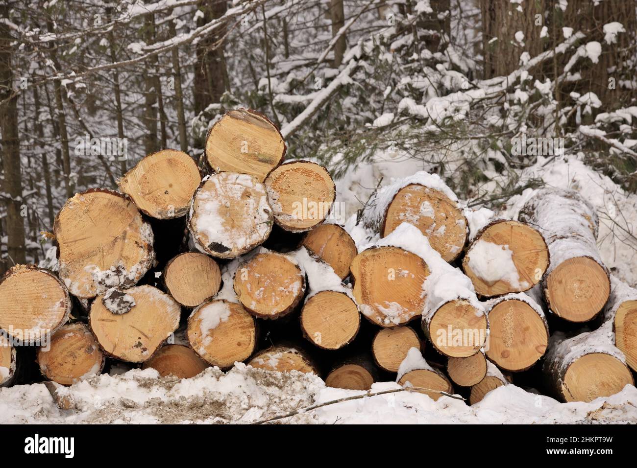 End View of Freshly Harvested Cut Timber Logs in a pile by a Forest ...