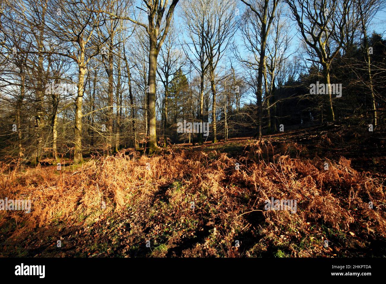 Barren deciduous trees in the winter landscape of the Royal Forest of ...