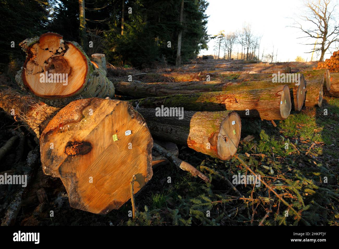 Fresh cut timber in the Forest of Dean. Labelled ready for ...