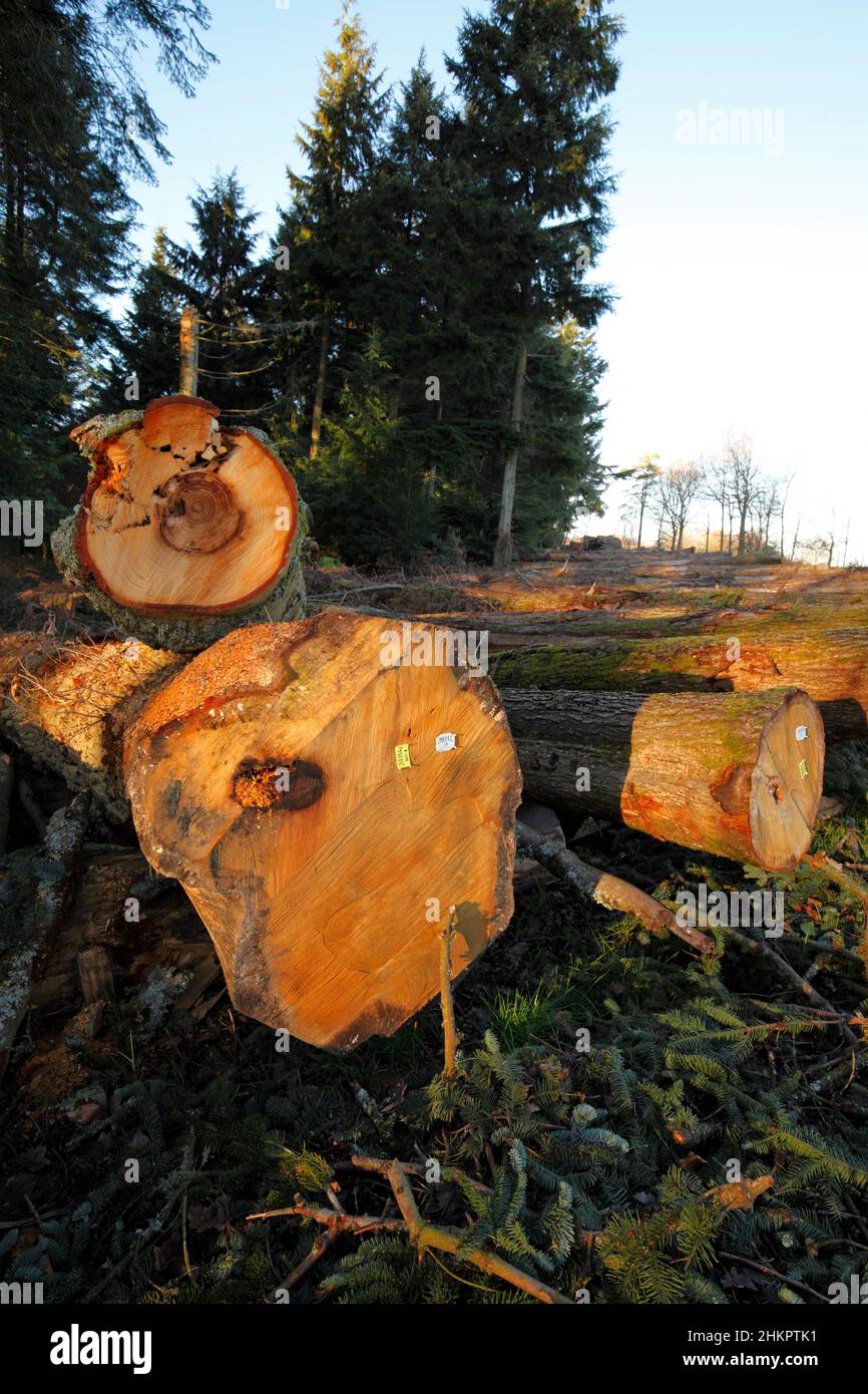 Fresh cut timber in the Forest of Dean. Labelled ready for ...
