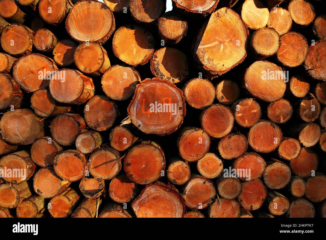 Fresh cut timber in the Forest of Dean. Labelled ready for ...