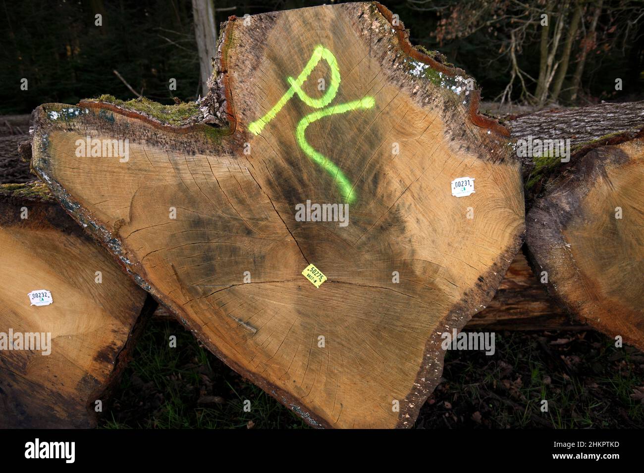 Fresh cut timber in the Forest of Dean. Labelled ready for ...
