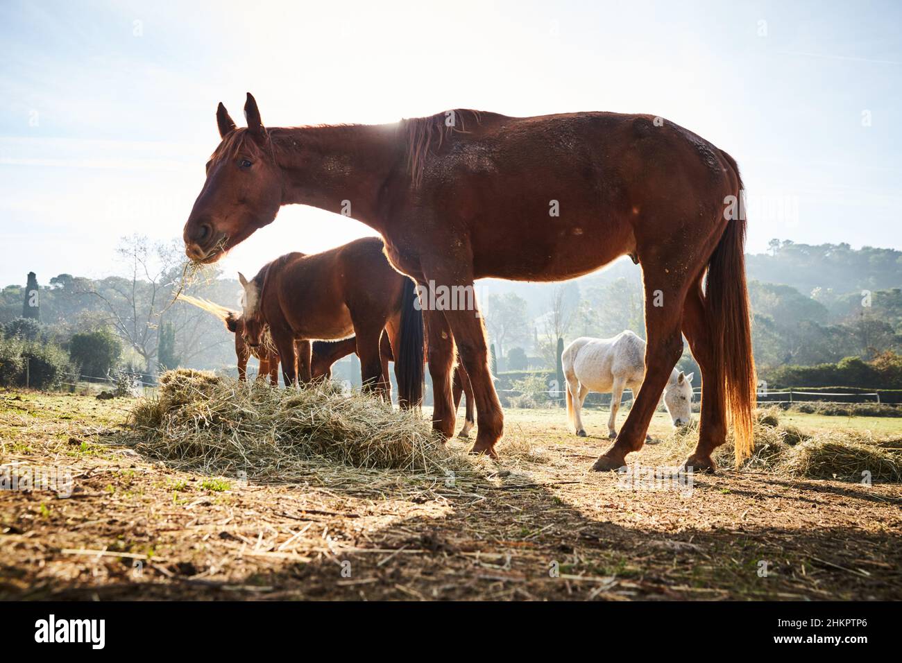 Few wild horses grazing in a field at early morning, eating grass ...