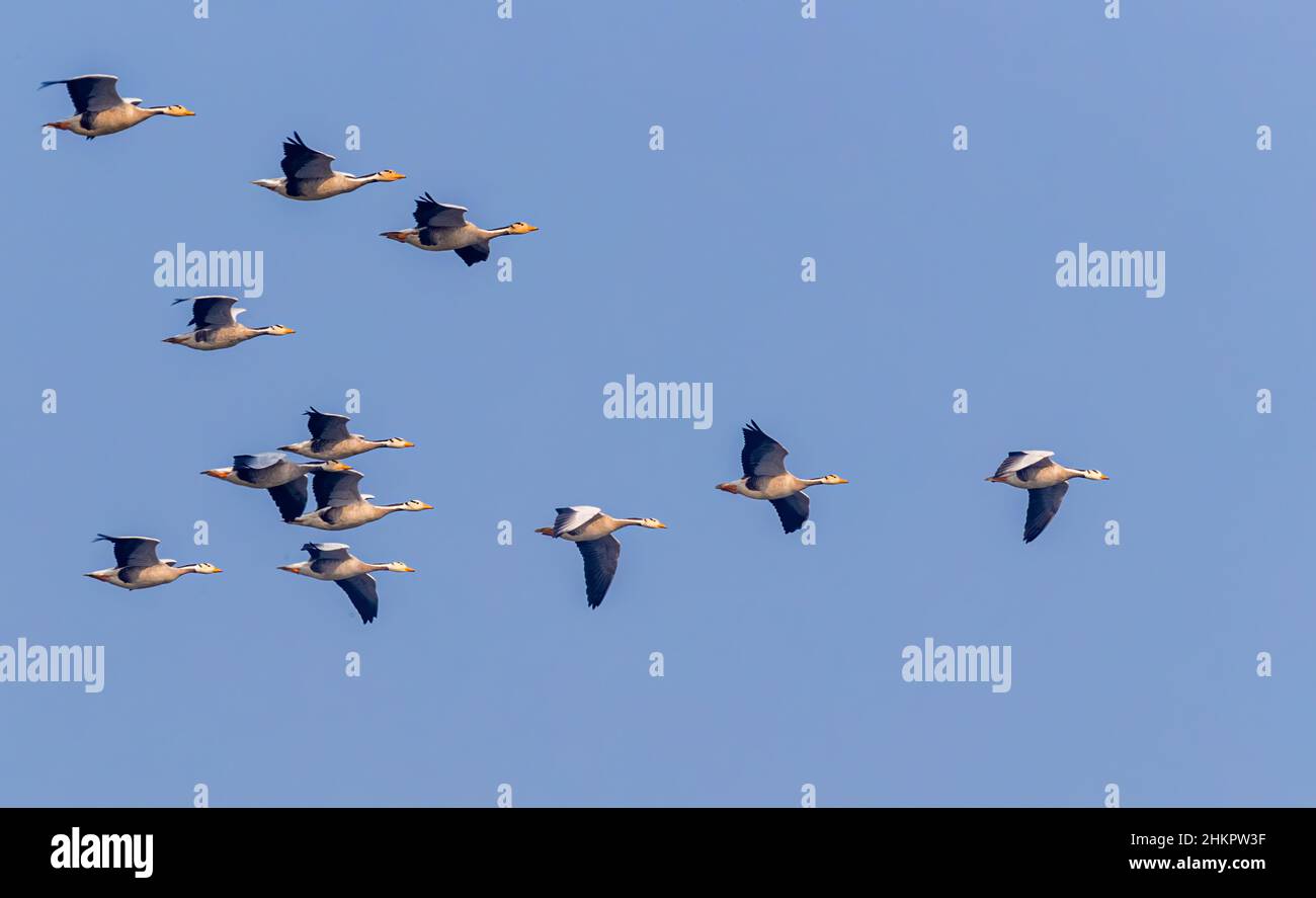 Bar headed goose group hi-res stock photography and images - Alamy