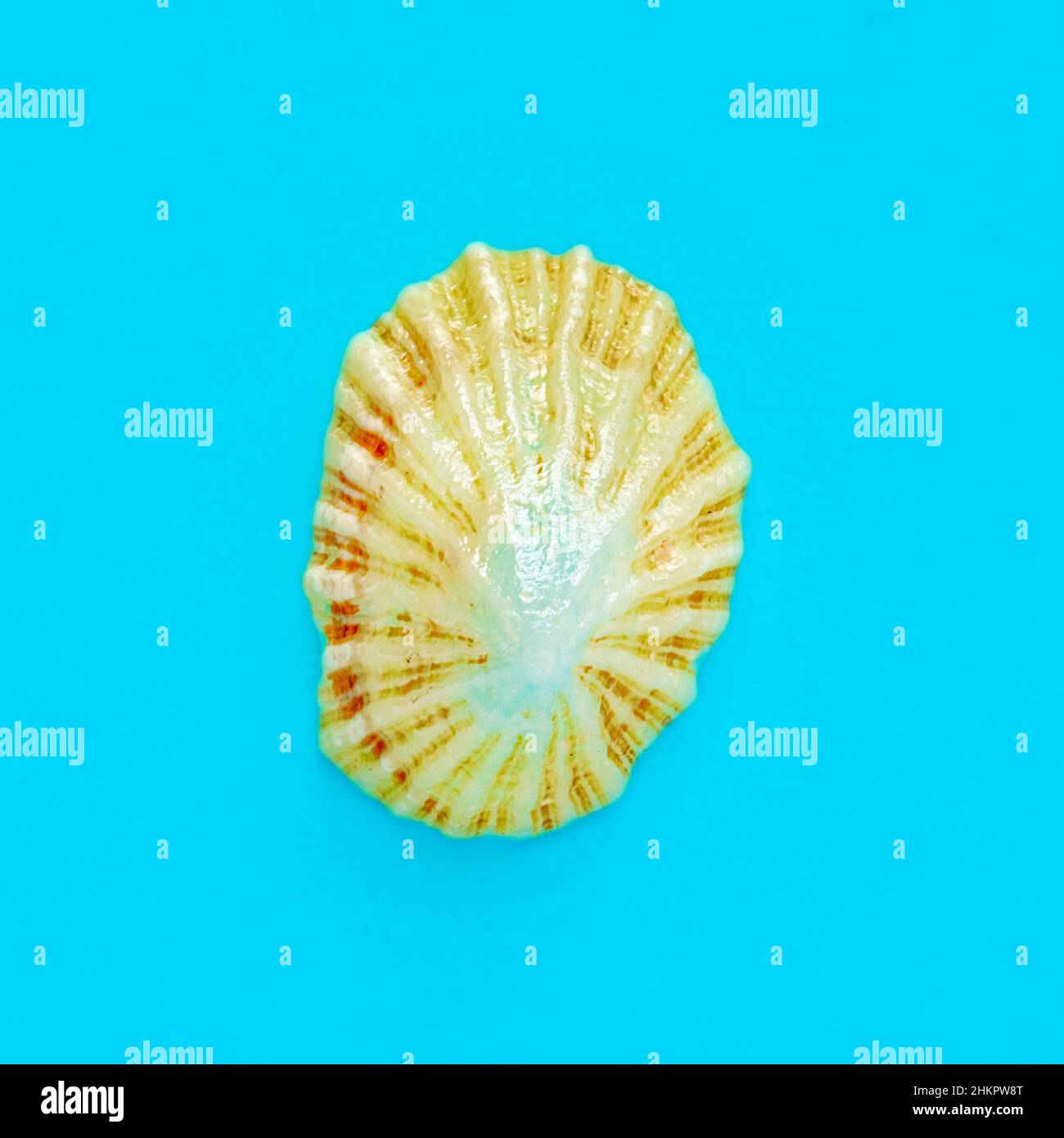 Flat Lay isolated image of a coastal seashell on a light blue ...