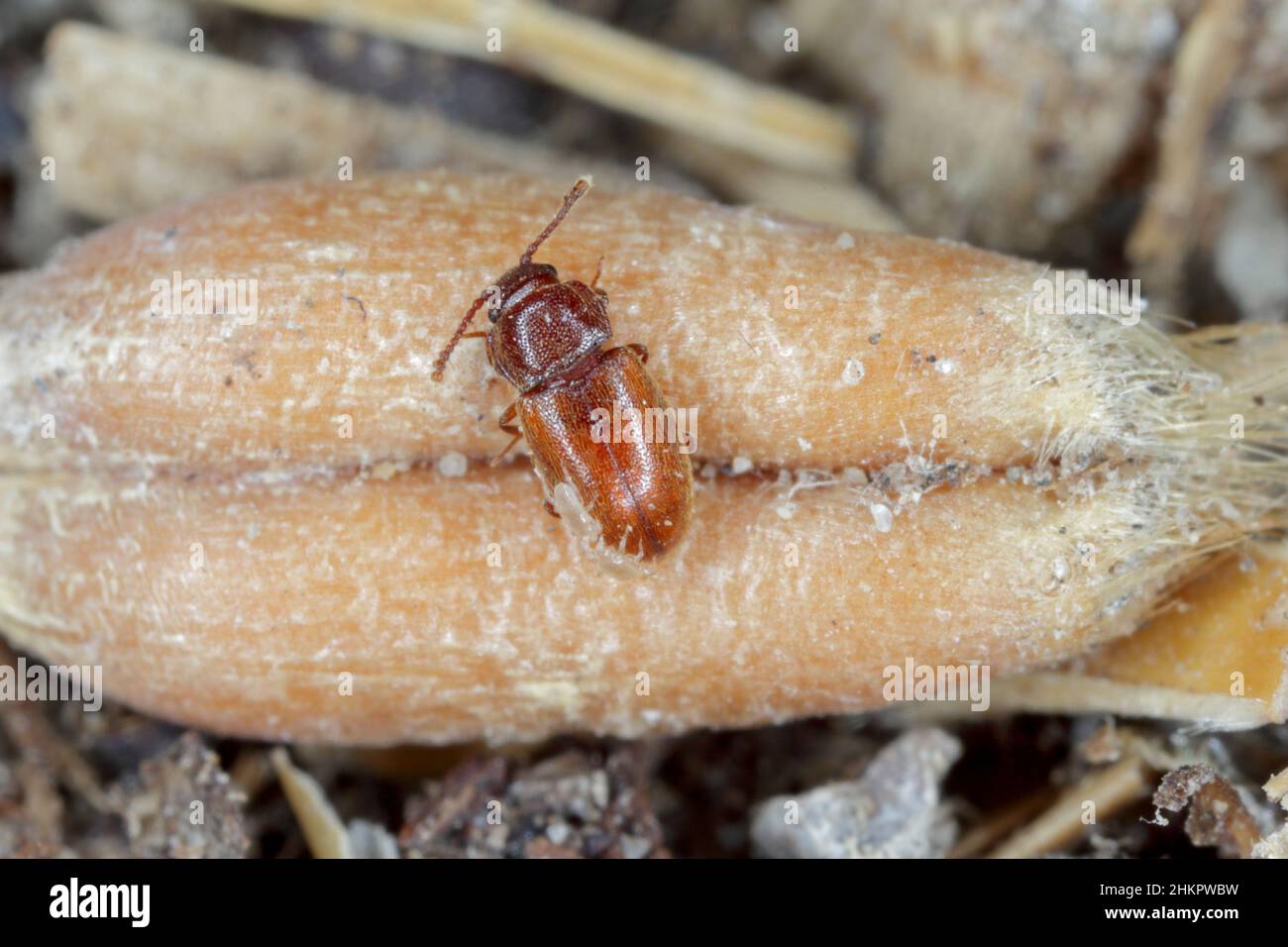 Beetle Cryptophagus of the family Cryptophagidae, the silken fungus ...