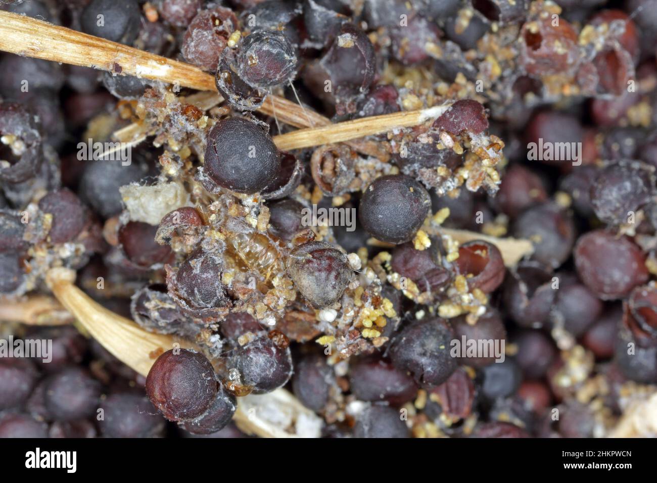 Oilseed rape seeds destroyed by moth-storage pests Stock Photo - Alamy