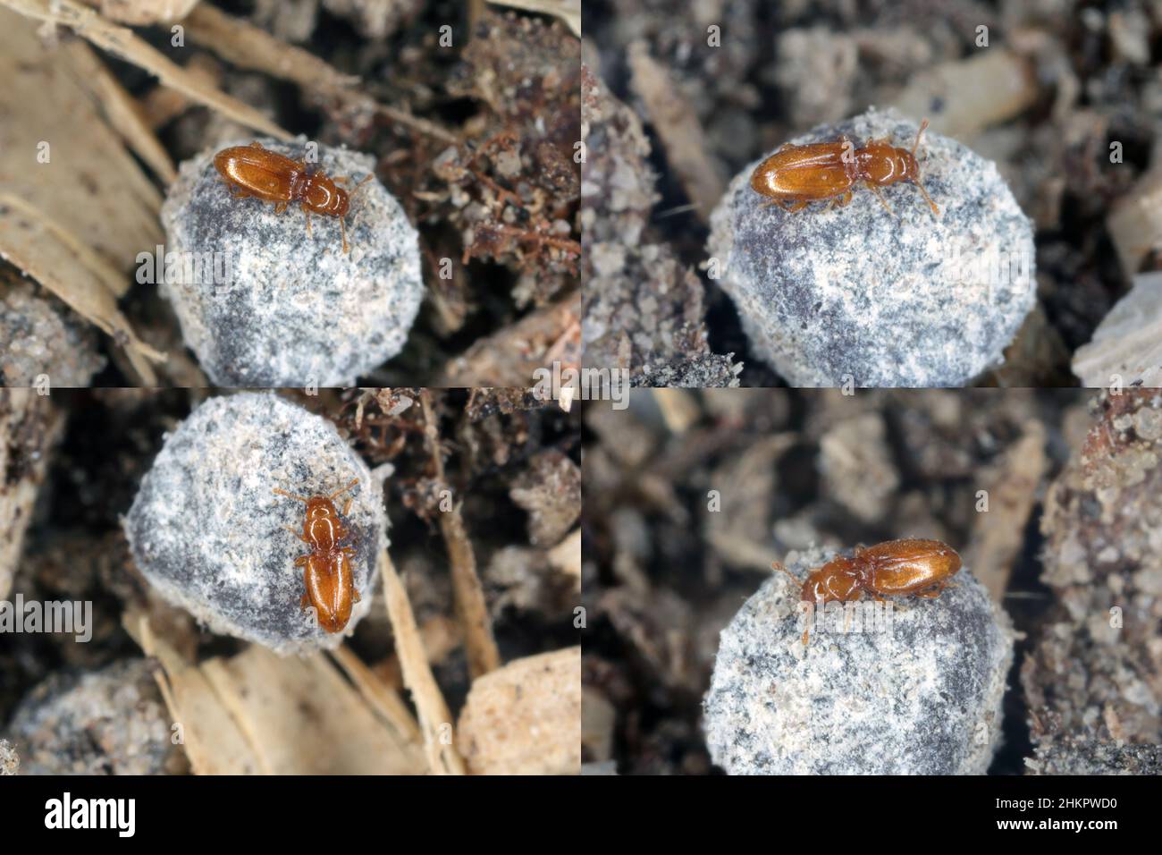 Holoparamecus caularum is a species of tiny (about 1 mm long) beetle in ...