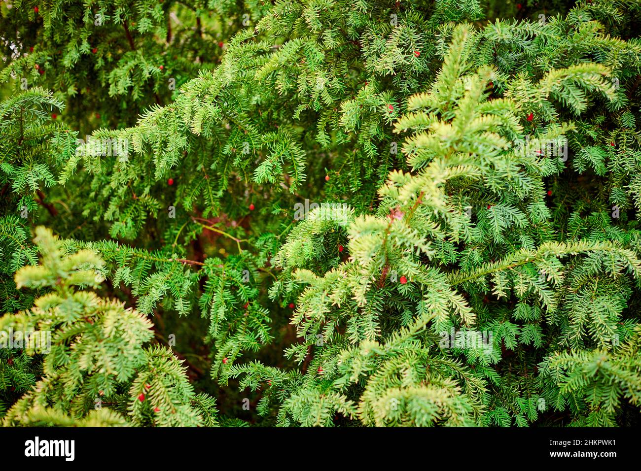 Taxus baccata evergreen yew tree foliage close up. European yew tree ...