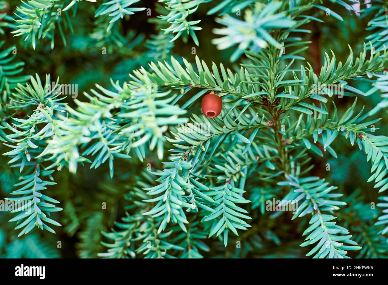 European yew tree, Taxus baccata evergreen yew close up. Toned green ...