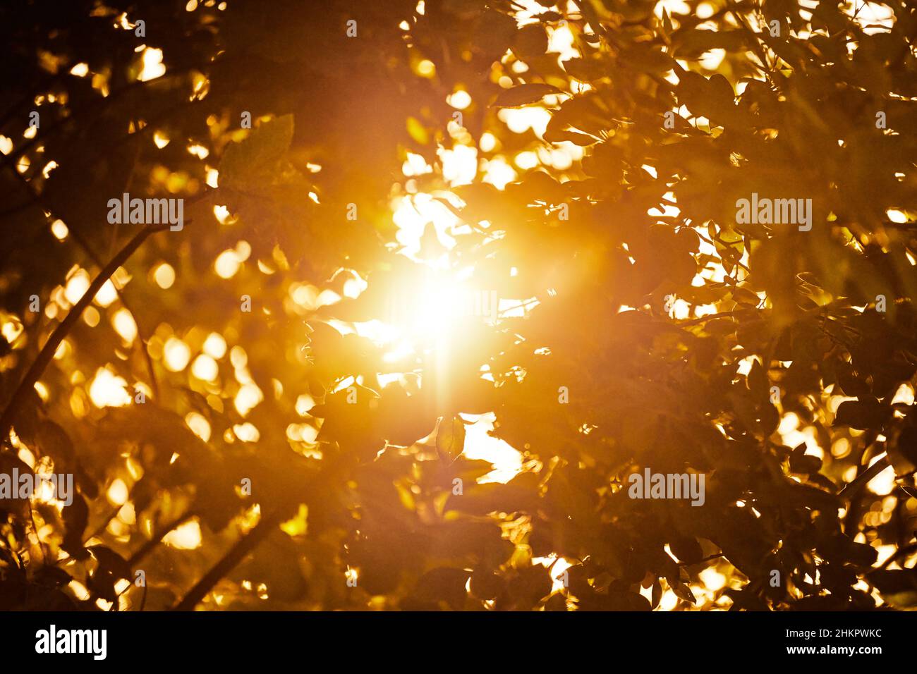 Warm yellow sunlight through three foliage, beautiful sunshine ...