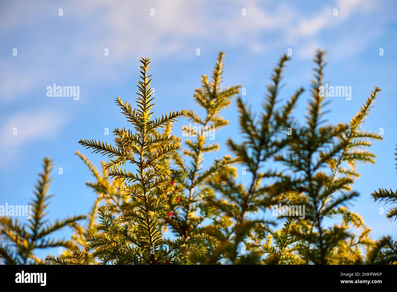 Yew tree Taxus baccata branch copy space, blue sky background. European ...