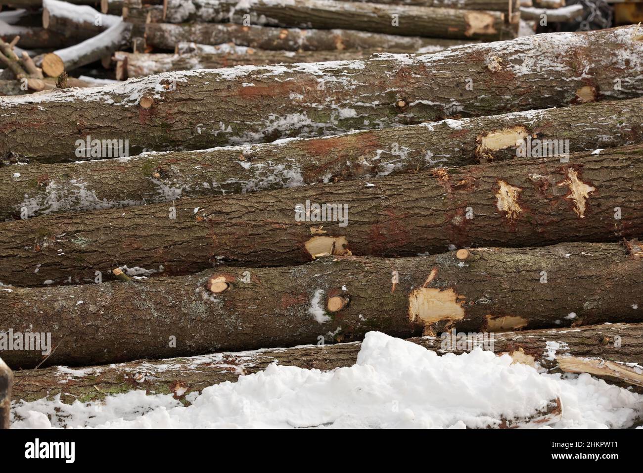 Side View of Freshly Harvested Timber in a pile Stock Photo - Alamy