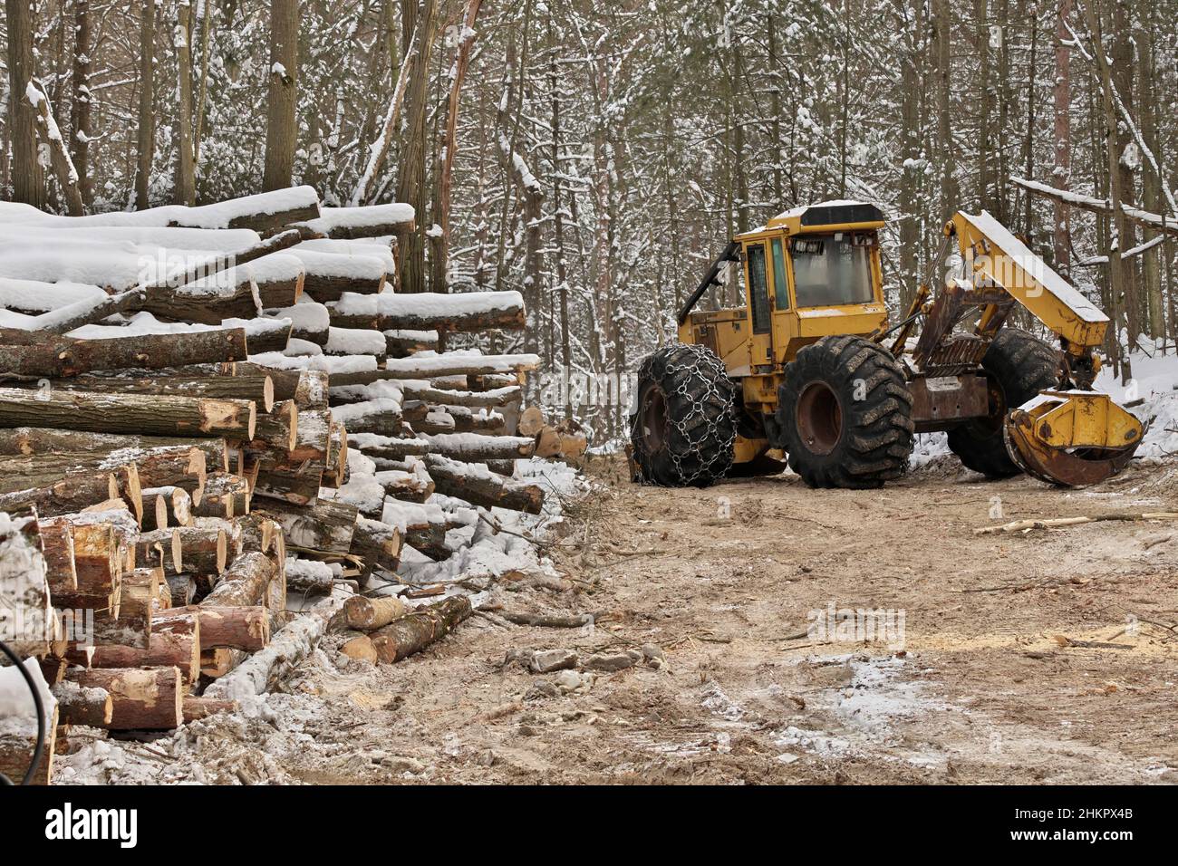 Log or Logging Skidder with Freshly Harvested and piled timber logs ...