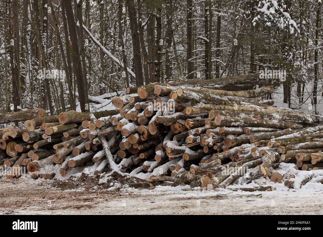 Logging operation hi-res stock photography and images - Alamy