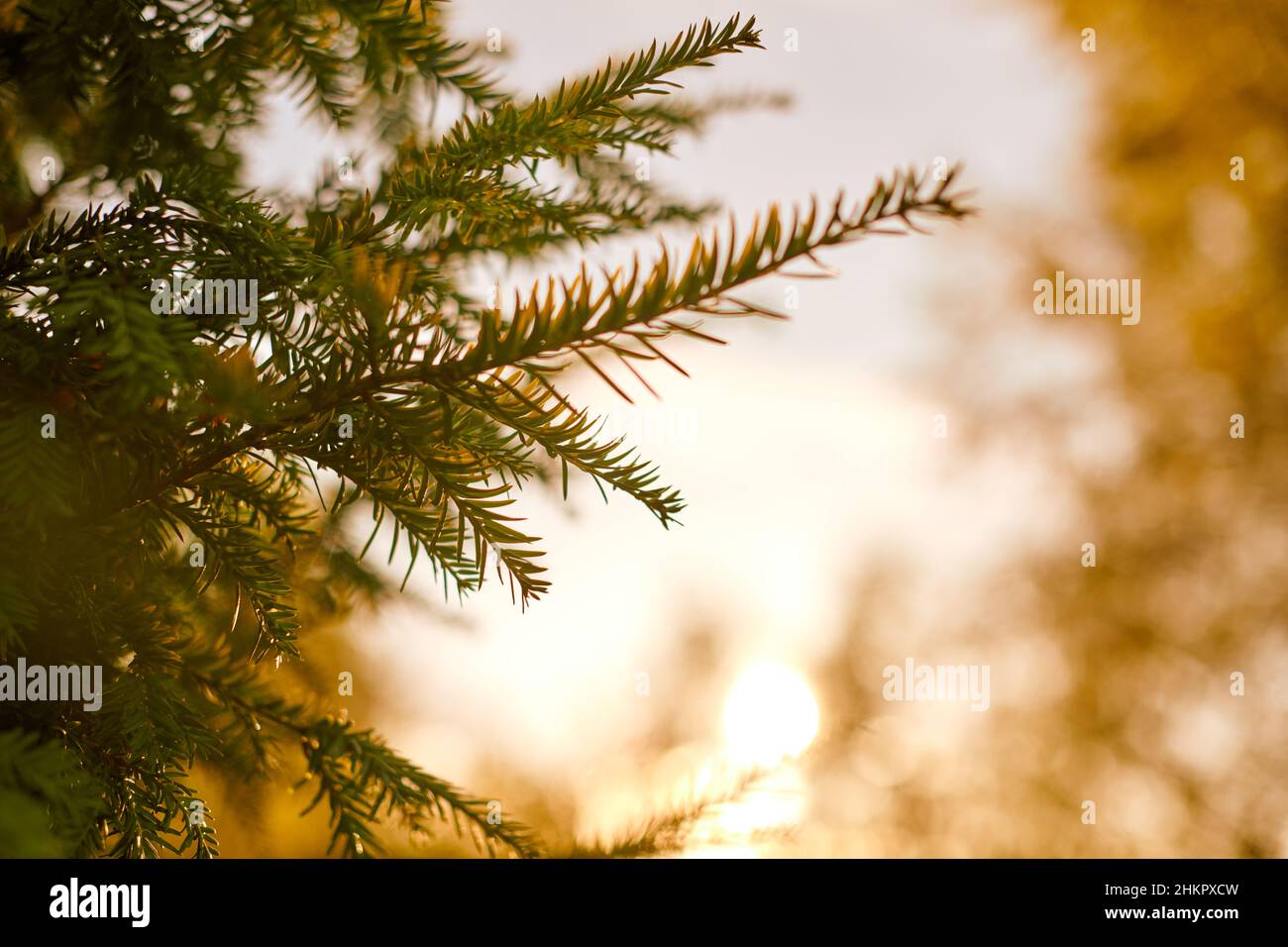 Yew tree Taxus baccata branch copy space close up. European evergreen ...