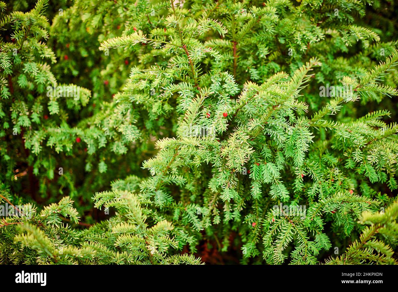 Taxus baccata evergreen yew tree foliage close up. European yew tree ...