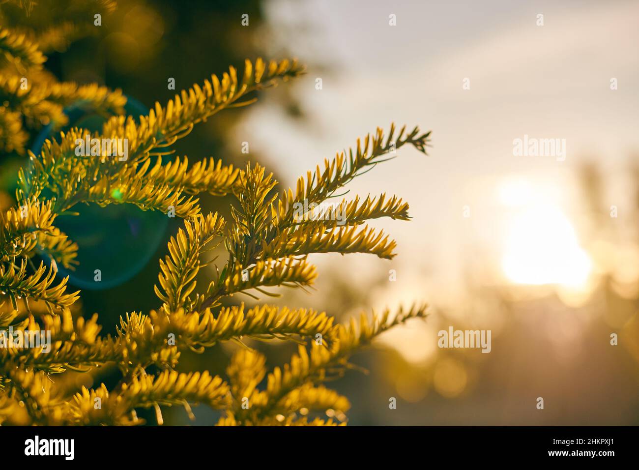 Yew tree Taxus baccata branch copy space close up. European evergreen ...