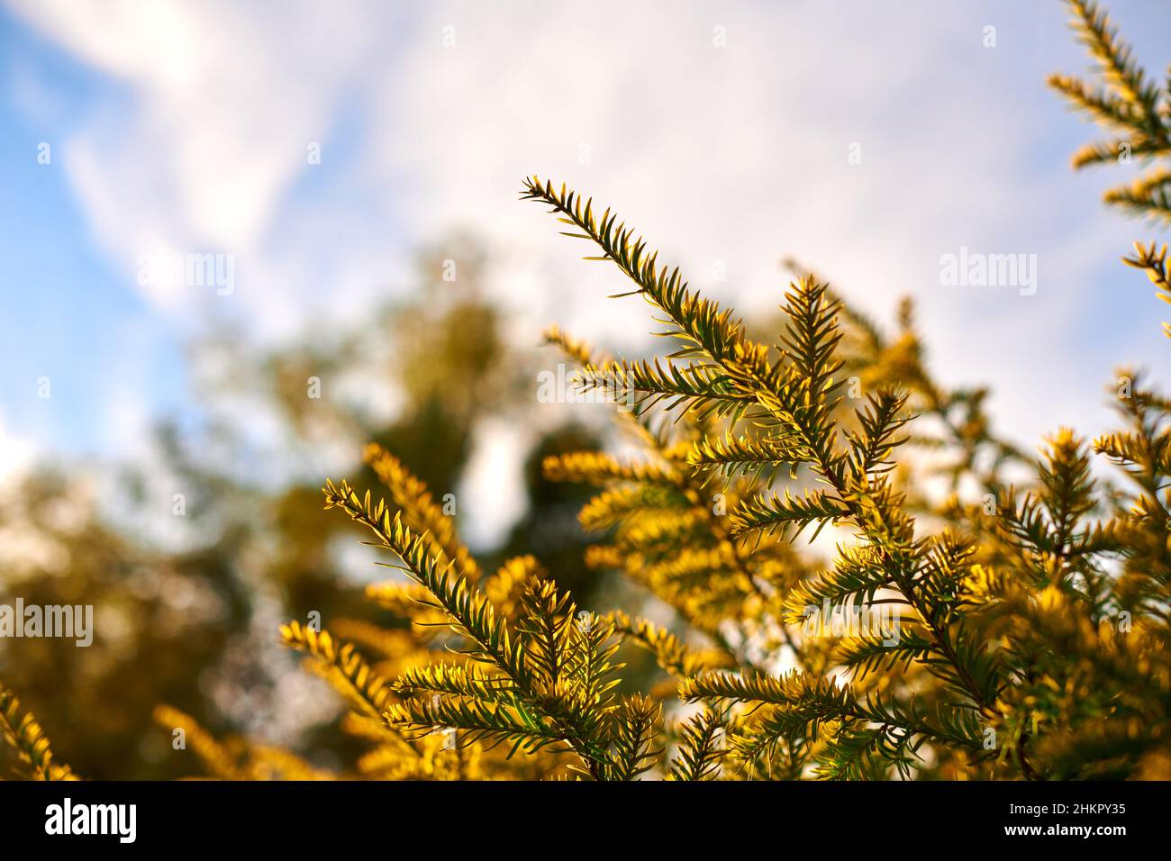 Yew tree Taxus baccata branch copy space close up. European evergreen ...