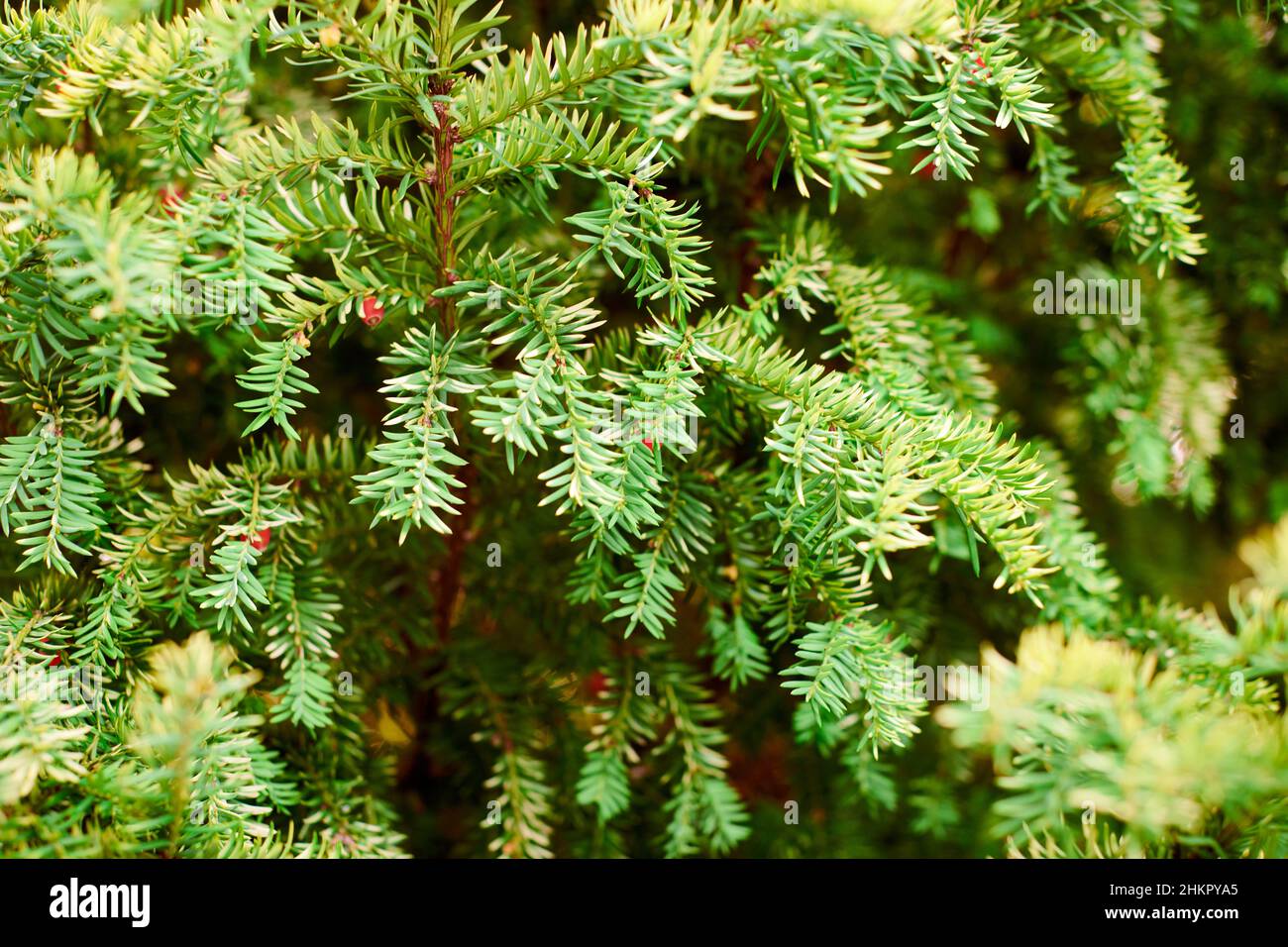 Taxus baccata evergreen yew tree foliage close up. European yew tree ...