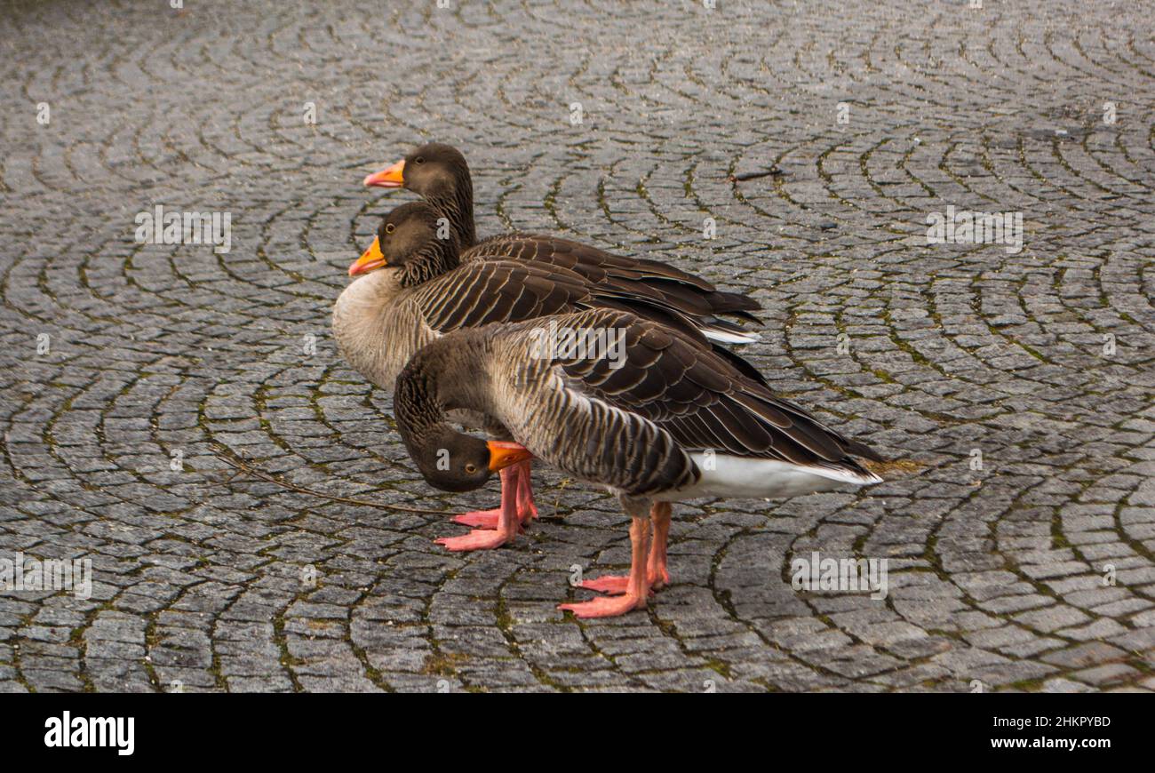 Wild ducks in Munchen, Germany Stock Photo - Alamy