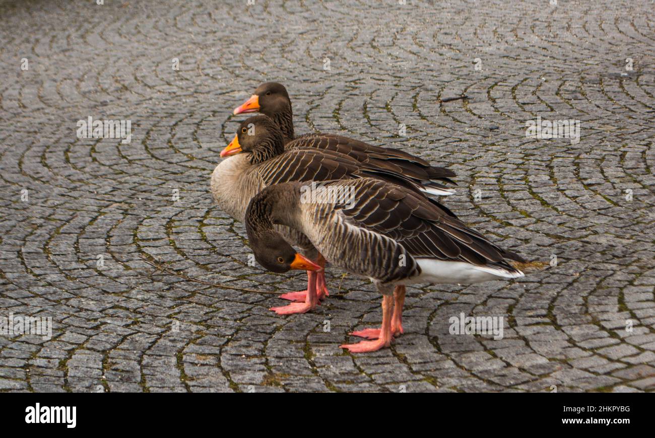 Wild ducks in Munchen, Germany Stock Photo - Alamy