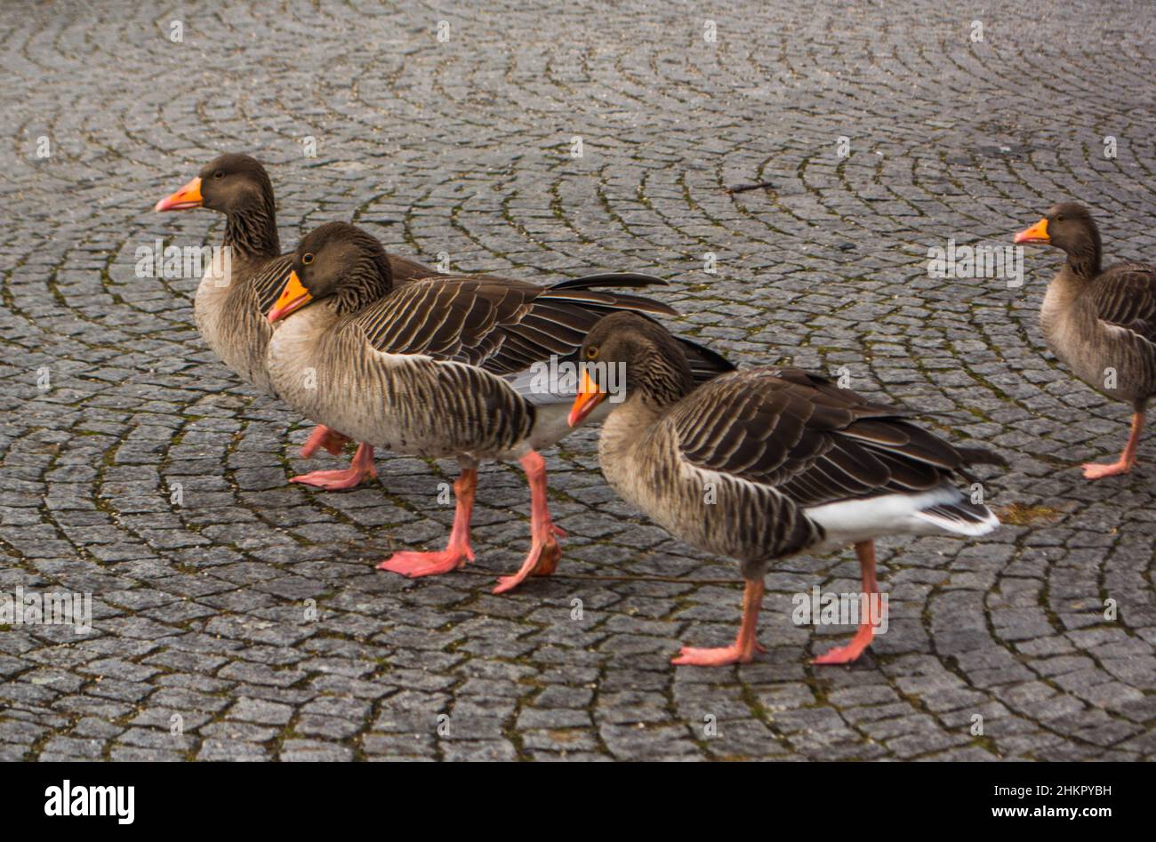 Wild ducks in Munchen, Germany Stock Photo - Alamy