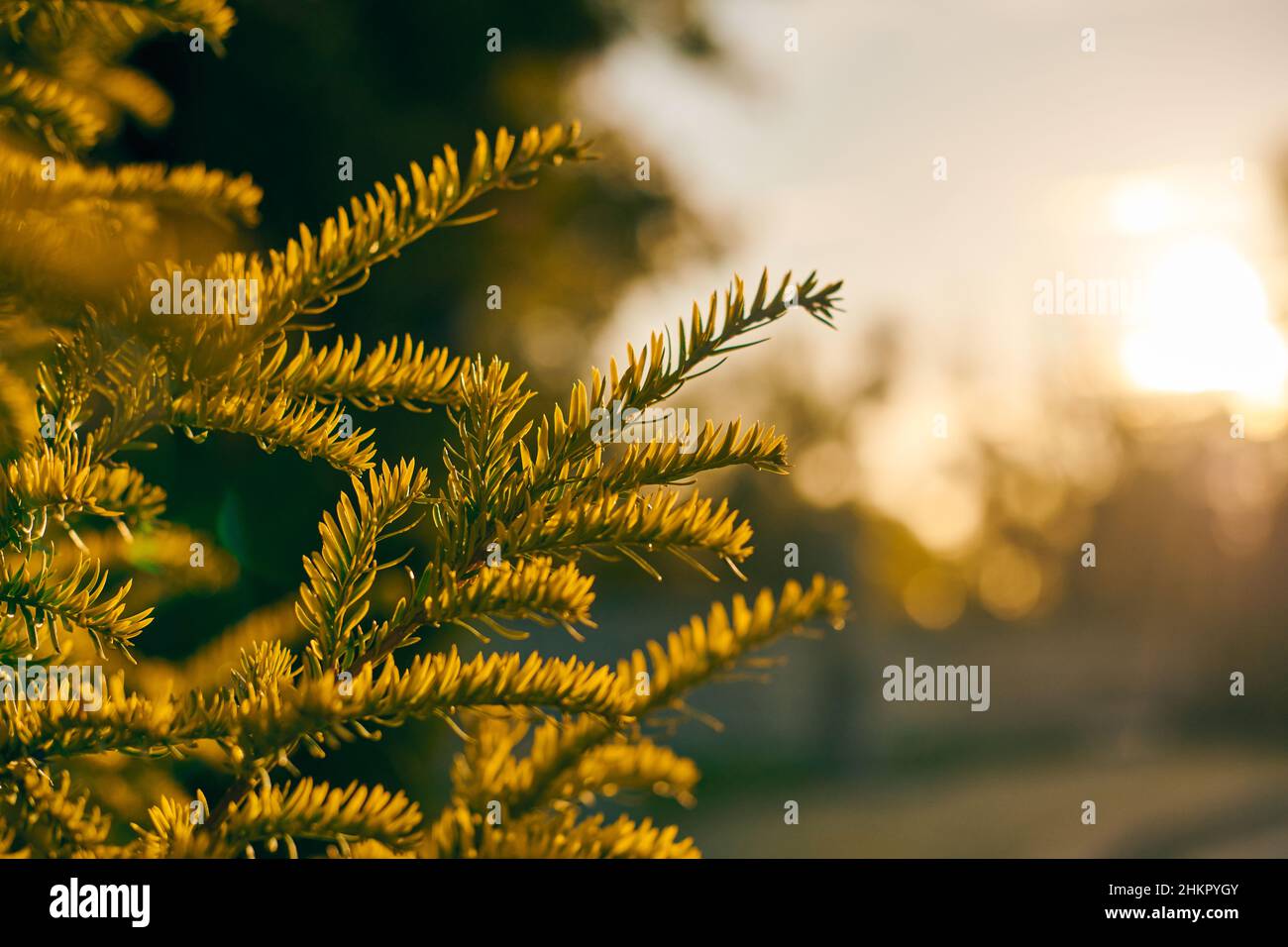 Yew tree Taxus baccata branch copy space close up. European evergreen ...