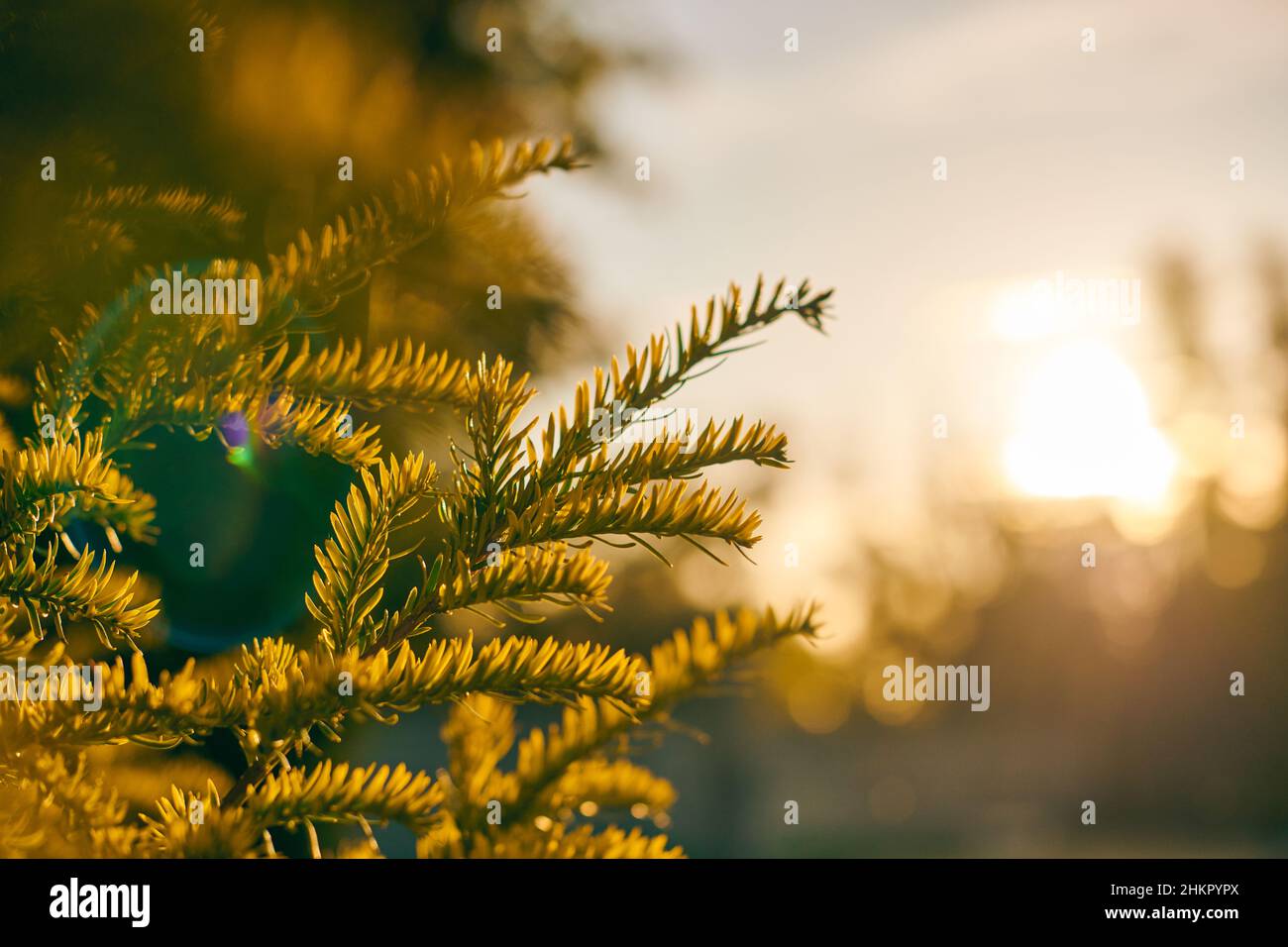 Yew tree Taxus baccata branch copy space close up. European evergreen ...
