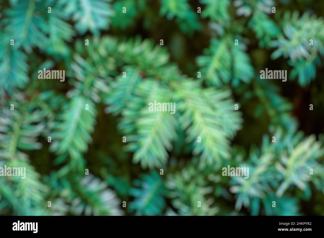 Blurred yew tree, Taxus baccata evergreen yew close up. Defocused toned ...