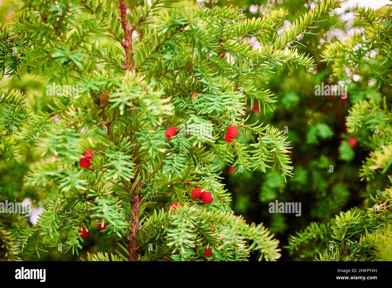 Taxus baccata evergreen yew tree foliage close up. European yew tree ...