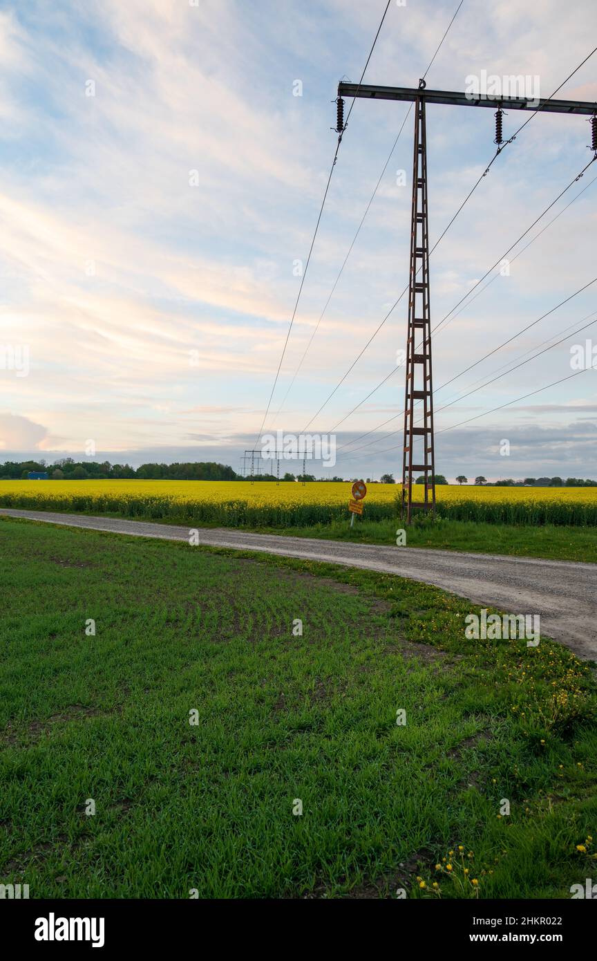 A yellow rapeseed field is in full bloom below the rusty electricity ...