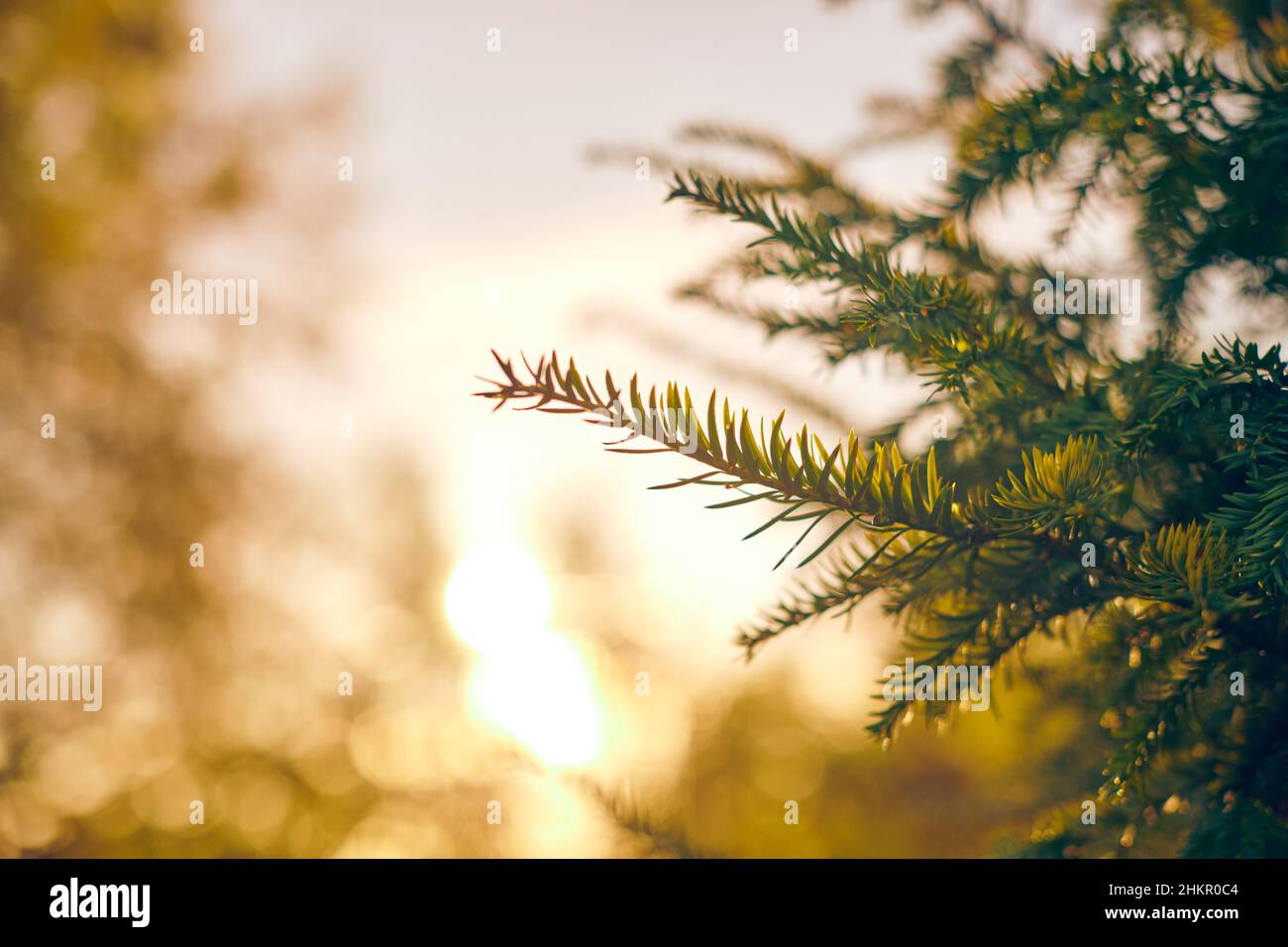 Yew tree Taxus baccata branch copy space close up. European evergreen ...