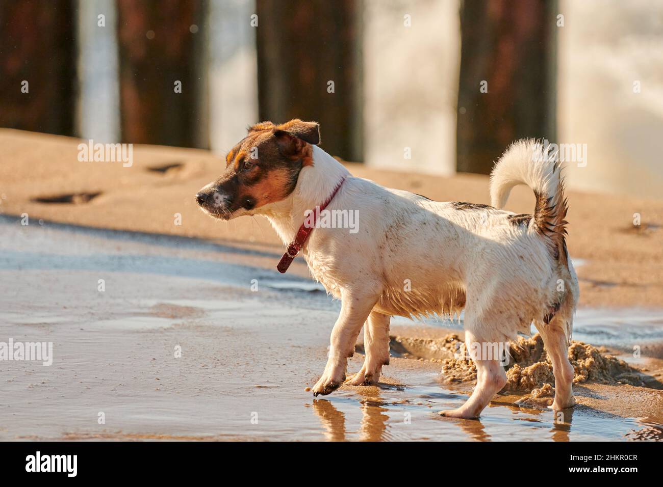 Jack Russell Terrier dog playing on sandy beach. Small Terrier dog ...