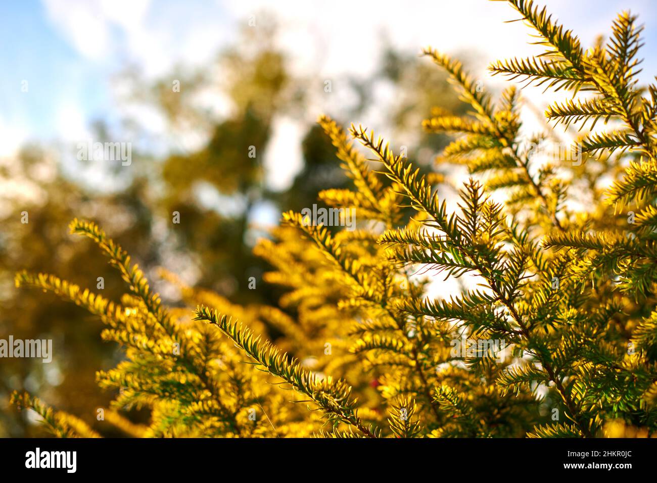 Yew tree Taxus baccata branch copy space close up. European evergreen ...